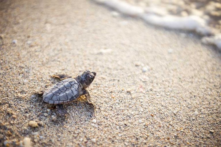 200 Baby Turtles Born at Banyan Tree Samui - Travel Professional NEWS®